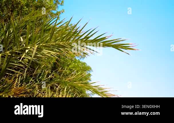 Beautiful palm leaves background. Selective focus. nature Stock Video ...