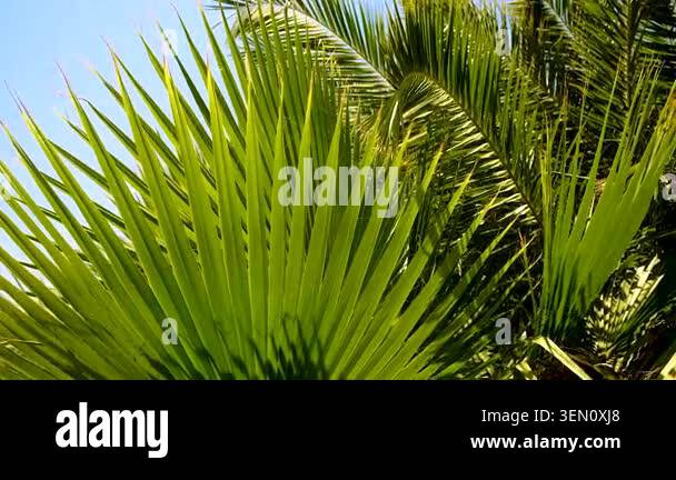 Beautiful palm leaves background. Selective focus. nature Stock Video ...