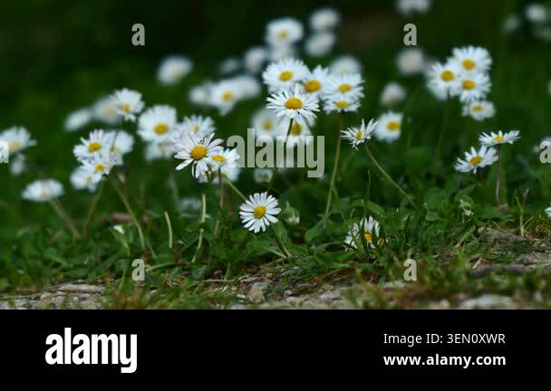 Beautiful white flowers blooming outdoors in a sunny garden. Fresh ...