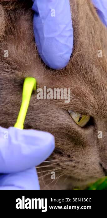 tick on a cat. Selective focus. animal Stock Video Footage - Alamy