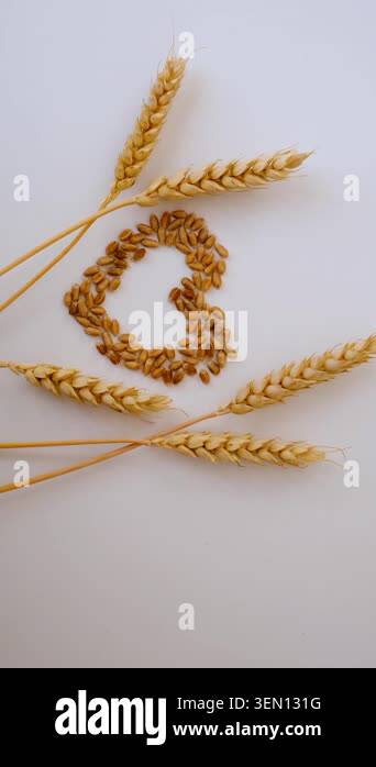 Wheat isolate on a white background. Selective focus. Nature Stock ...