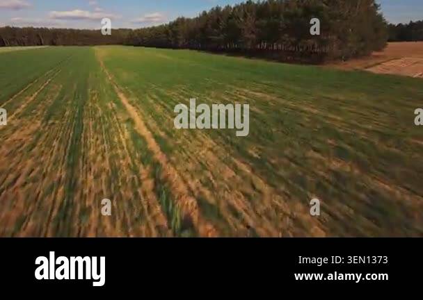 Dynamic FPV drone footage flying low over vibrant green crop fields ...