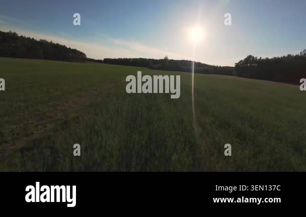 Dynamic FPV drone footage flying low over green crop fields with forest ...