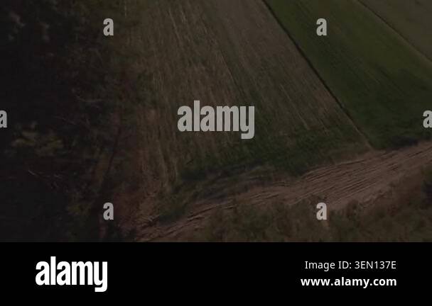 Dynamic FPV drone footage over cultivated fields bordered by dense pine ...