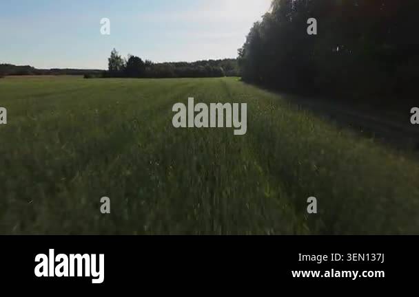 Fast-paced FPV drone footage racing over lush green crop fields with ...