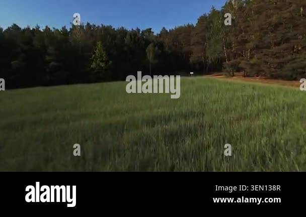 Dynamic aerial FPV drone footage sweeping low over lush green grain ...