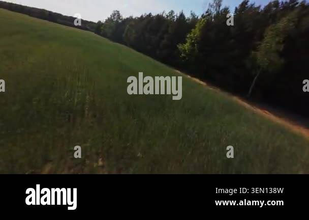 Dynamic FPV drone footage racing over lush green grain fields bordering ...