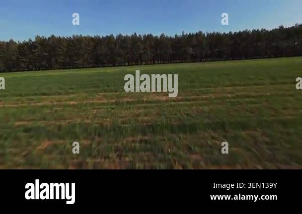 Dynamic FPV drone footage sweeping over green grain fields and dense ...