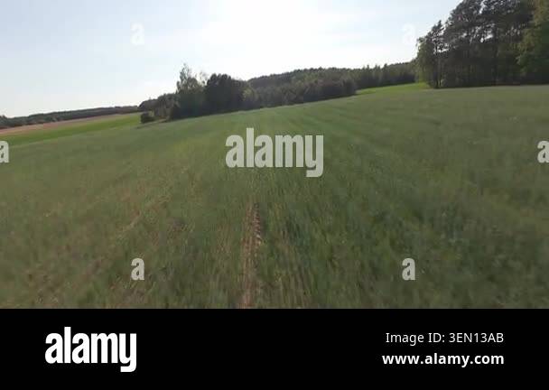 Dynamic FPV drone footage gliding over lush green crop fields and ...