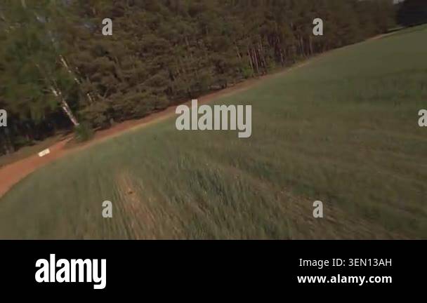 Dynamic aerial FPV drone footage racing low over vibrant green crop ...
