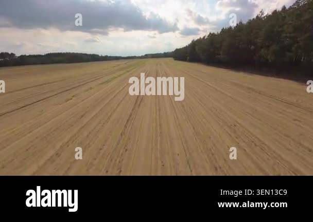 Drone footage showing crop rows in early growth stage with pine forest ...