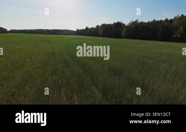 Dynamic FPV drone footage racing low over lush green grain fields ...