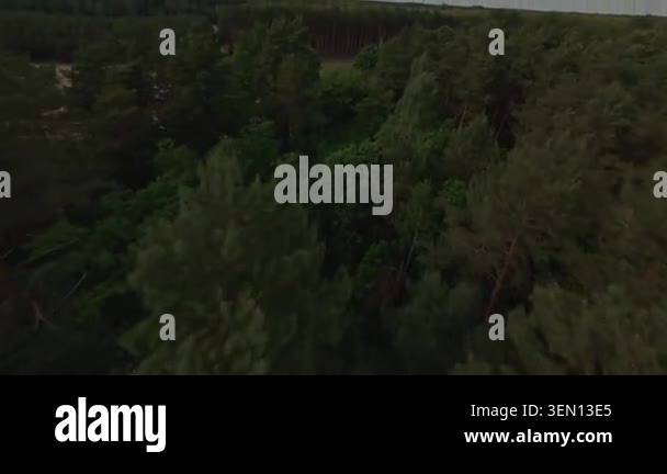 Drone aerial view of mixed landscape with dense coniferous forest ...