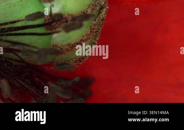 red poppies on the field in grass in close up Stock Video Footage - Alamy