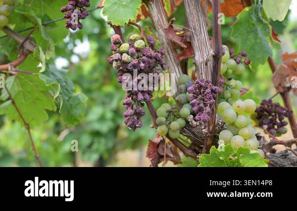 Fungal disease, powdery mildew or gray mold on grapes, Moselle vineyard ...