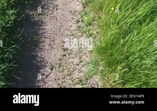 Heather landscape with grasses and individual trees Stock Video Footage ...