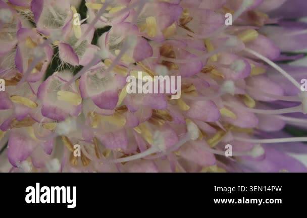 colorful flower bed in the Siegen castle garden in extremly close up ...