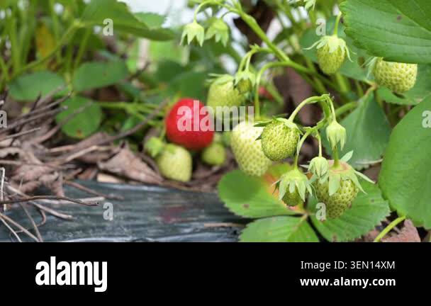 Strawberry plants growing on agriculture field, red ripe and unripe ...