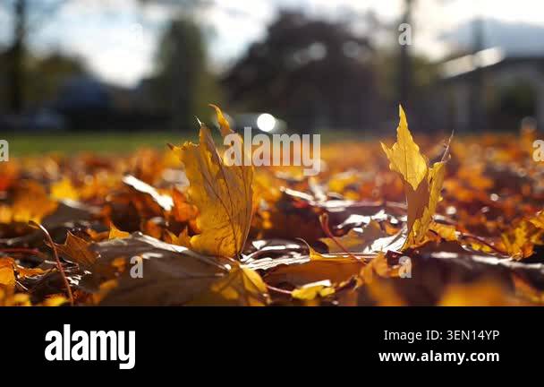 Close up view of empty autumn parkland at sunset. Brown maple leaves ...