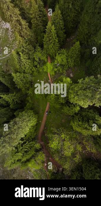 Vertical video aerial drone top down spruce forest in the mountain ...
