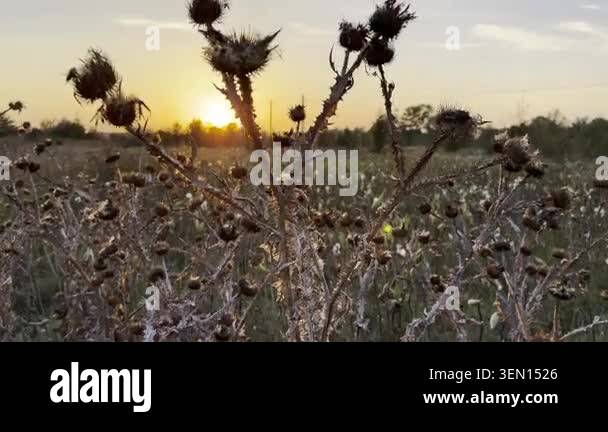 Close up view of dry spiky plants with beautiful sunset at background ...