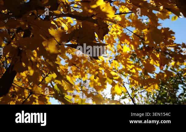 Golden maple leaves on tree branches gently swaying in wind with ...