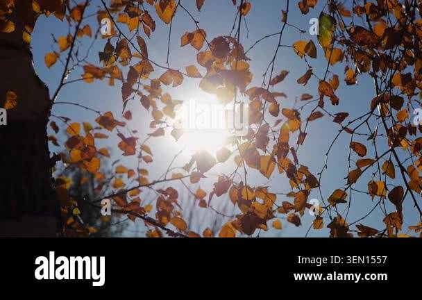 Branches of birch gently swaying in wind with bright sunlight at ...