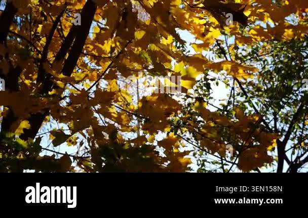 Golden maple leaves on tree branches gently swaying in wind with ...