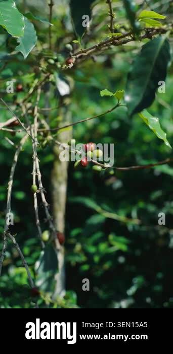 Ripening Coffee Cherries Hanging On Forest Branch Stock Video Footage ...