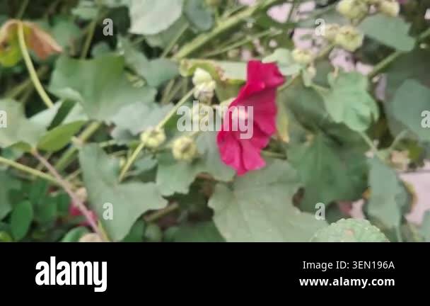 red hibiscus flower in the garden Stock Video Footage - Alamy