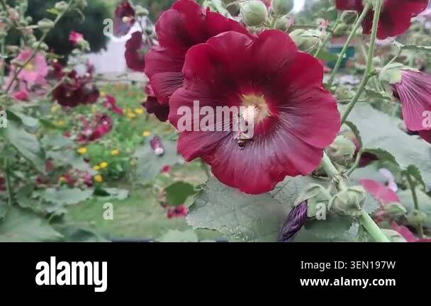 beautiful flowers growing in garden Stock Video Footage - Alamy