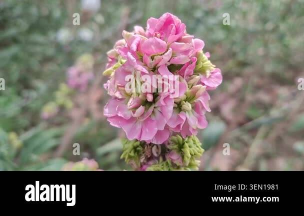 beautiful botanical shot, natural wallpaper Stock Video Footage - Alamy