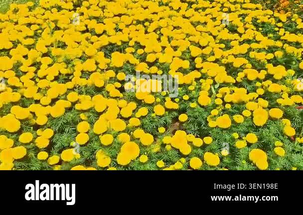 yellow flowers in the garden Stock Video Footage - Alamy