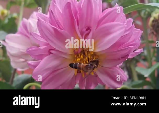 beautiful botanical shot, natural wallpaper Stock Video Footage - Alamy