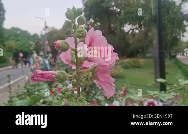 beautiful botanical shot, natural wallpaper Stock Video Footage - Alamy