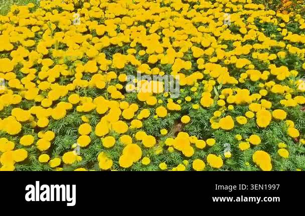 yellow flowers in the garden Stock Video Footage - Alamy