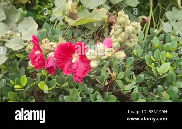 beautiful botanical shot, natural wallpaper Stock Video Footage - Alamy
