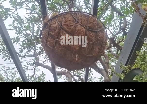 beautiful botanical shot, natural wallpaper Stock Video Footage - Alamy