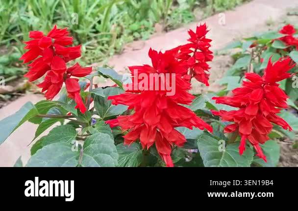 beautiful botanical shot, natural wallpaper Stock Video Footage - Alamy