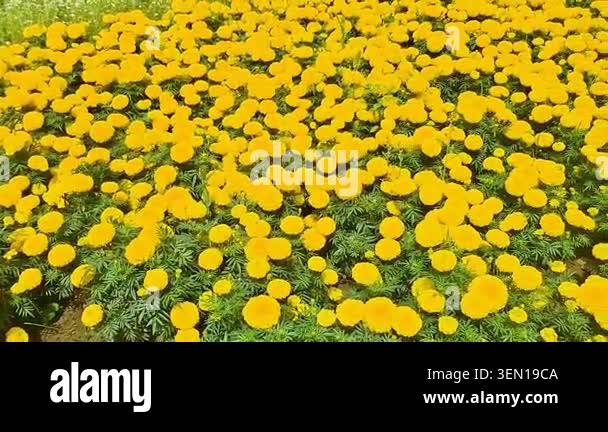 yellow flower in the garden Stock Video Footage - Alamy