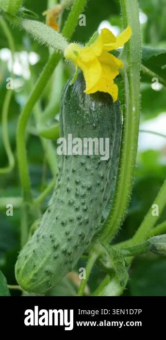 Green cucumber with yellow flower. Time lapse, Vertical video Stock ...