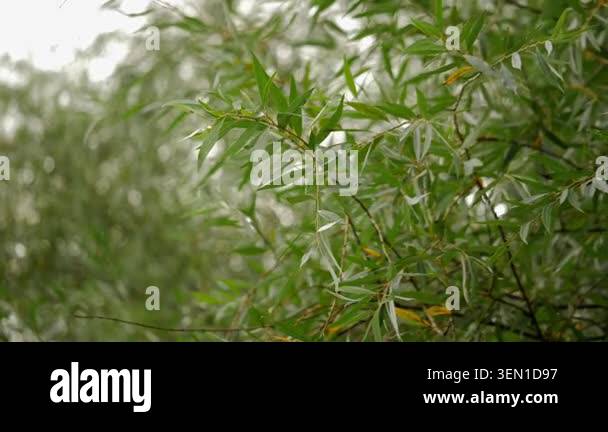 The wind moves the branches of willows. Cloudy day, slow motion Stock ...