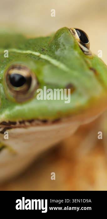 Vibrant green frog up close, nature scene. Vertical video Stock Video ...