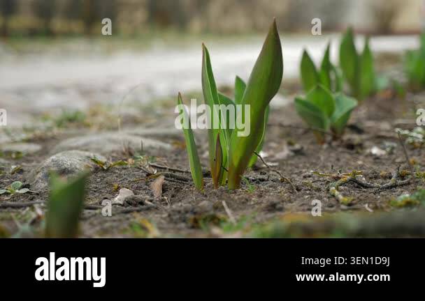 Early spring sprouts emerging from moist soil Stock Video Footage - Alamy
