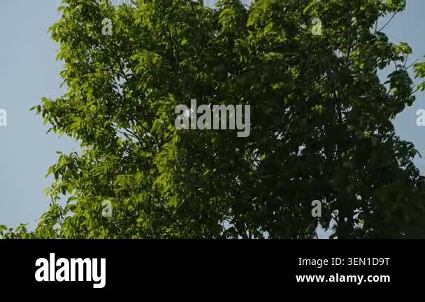 A calming video of tree branches moving slowly in the wind. The camera ...