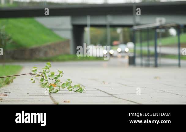 The top of a young fallen tree on the sidewalk in the city. Shallow ...