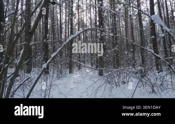 POV of a snowy forest, gazing at the bending branches laden with snow ...