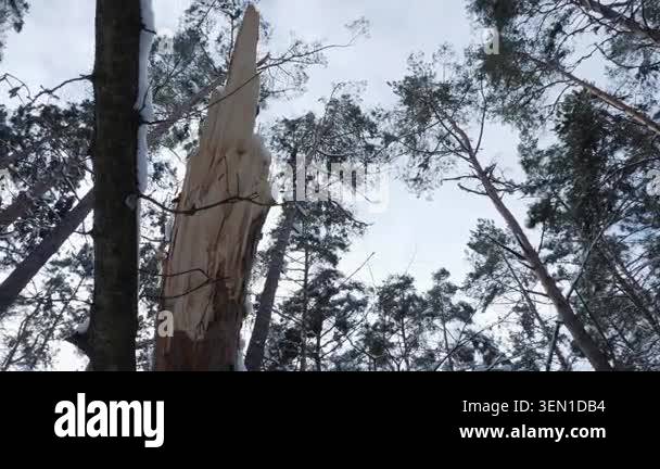 Broken tree in winter forest, post-storm scene Stock Video Footage - Alamy