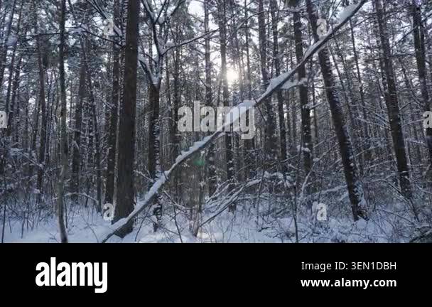 View of a winter stroll in the forest, snow-covered trees towering ...