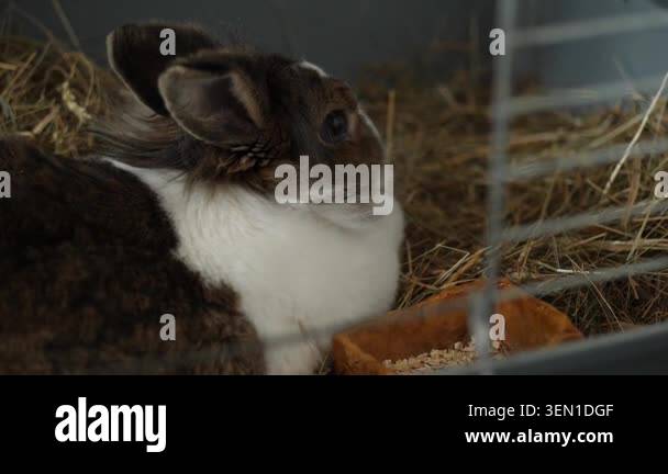 Brown and white rabbit in a cage, surrounded by hay Stock Video Footage ...